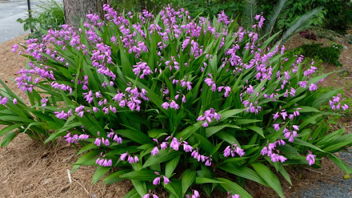 A Full Guide on How to Grow Bletilla Striata - Start Crops Blog